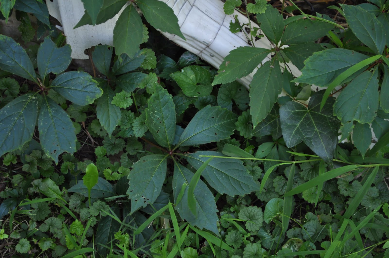 Superoceras: Backyard Botany: Native Maryland vines