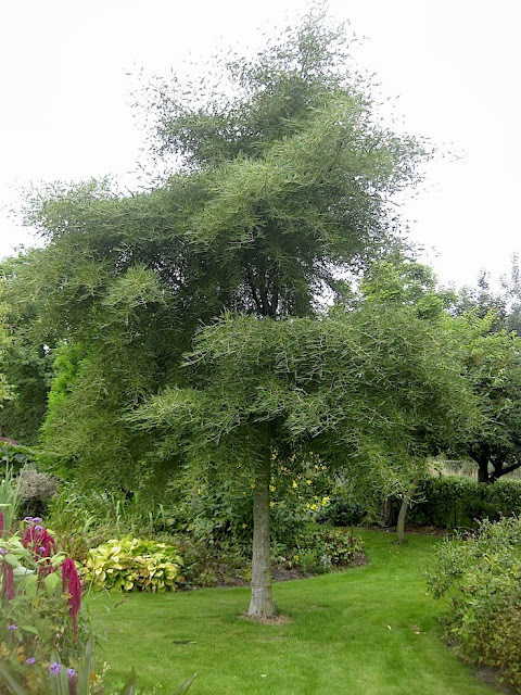 Roger Brook - the no dig gardener: September 2013