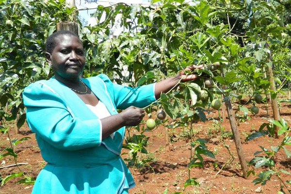 Rich Farm Kenya: Profitable Agribusiness Ideas in Fruit Farming ...