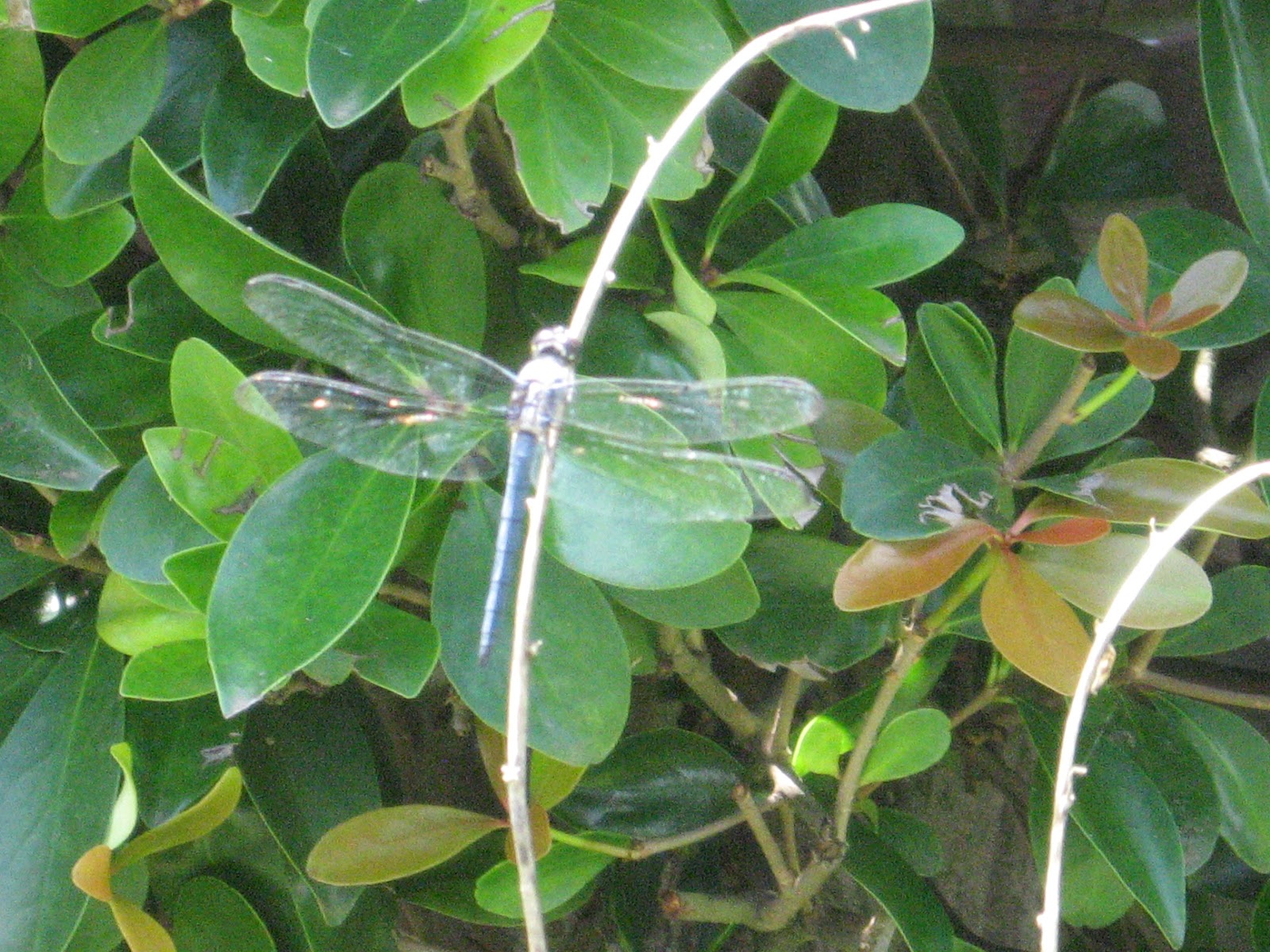 Prime Pest Solutions: The Intriguing Dragonfly