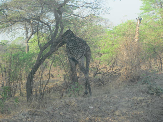RUKWA KATAVI NA KIGOMA: ATTRACTIVES IN KATAVI REGION