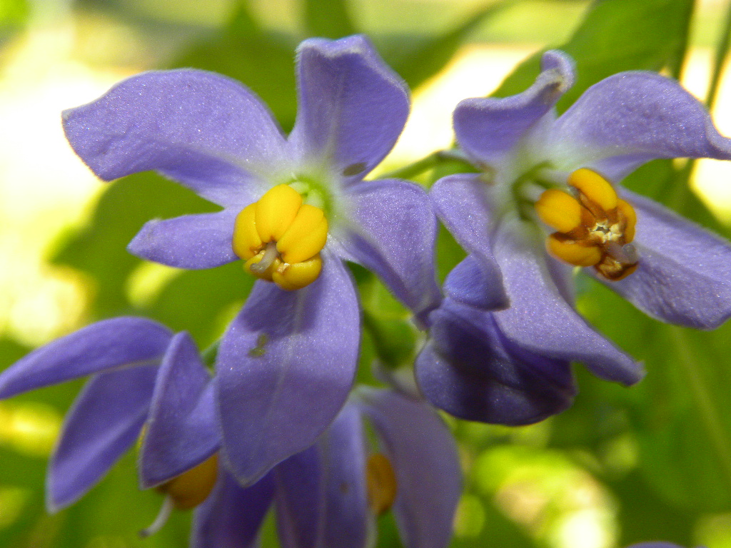 Ubobo Flowers: Purple Mystery