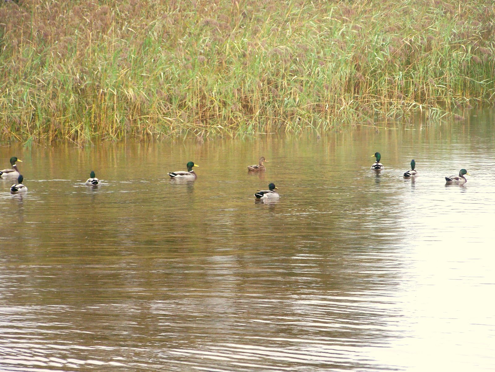 nouveaudepart: Lac de Sanguinet (Cazaux)