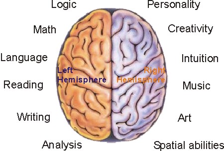 Brain Jack Image: Brain Hemispheres