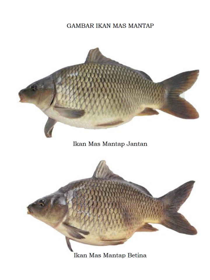 KOMUNITAS PENYULUH PERIKANAN: SOSIALISASI PELEPASAN IKAN MAS MANTAP