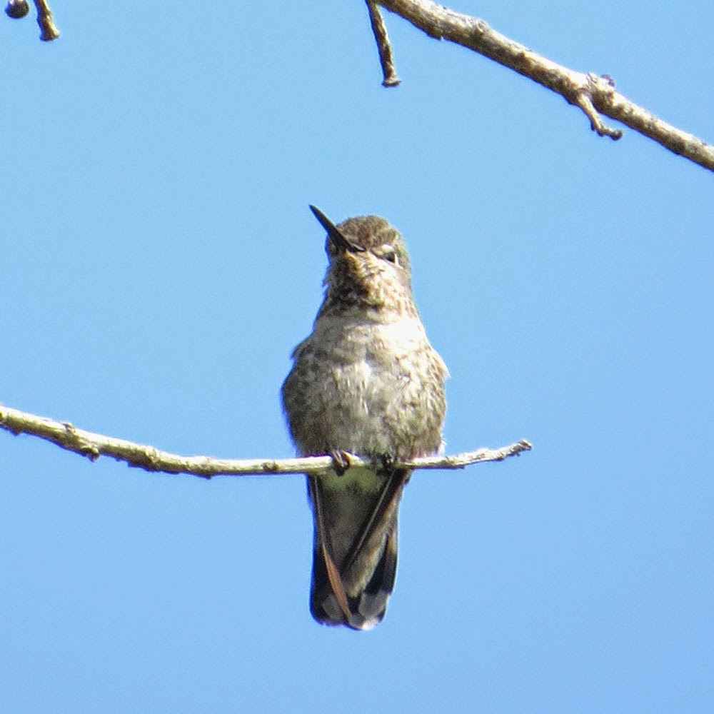 Kristi Bowman Design: Wild Bird Wednesday