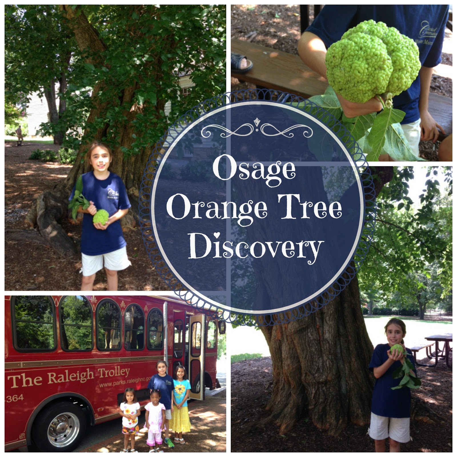 Solagratiamom: Osage Orange Tree -Field Trip Discovery