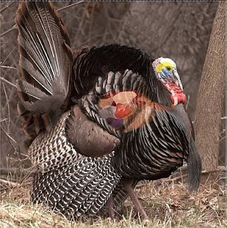 Full Draw Outdoor Productions Blog: Wild Turkey Shot Placement (Archery)