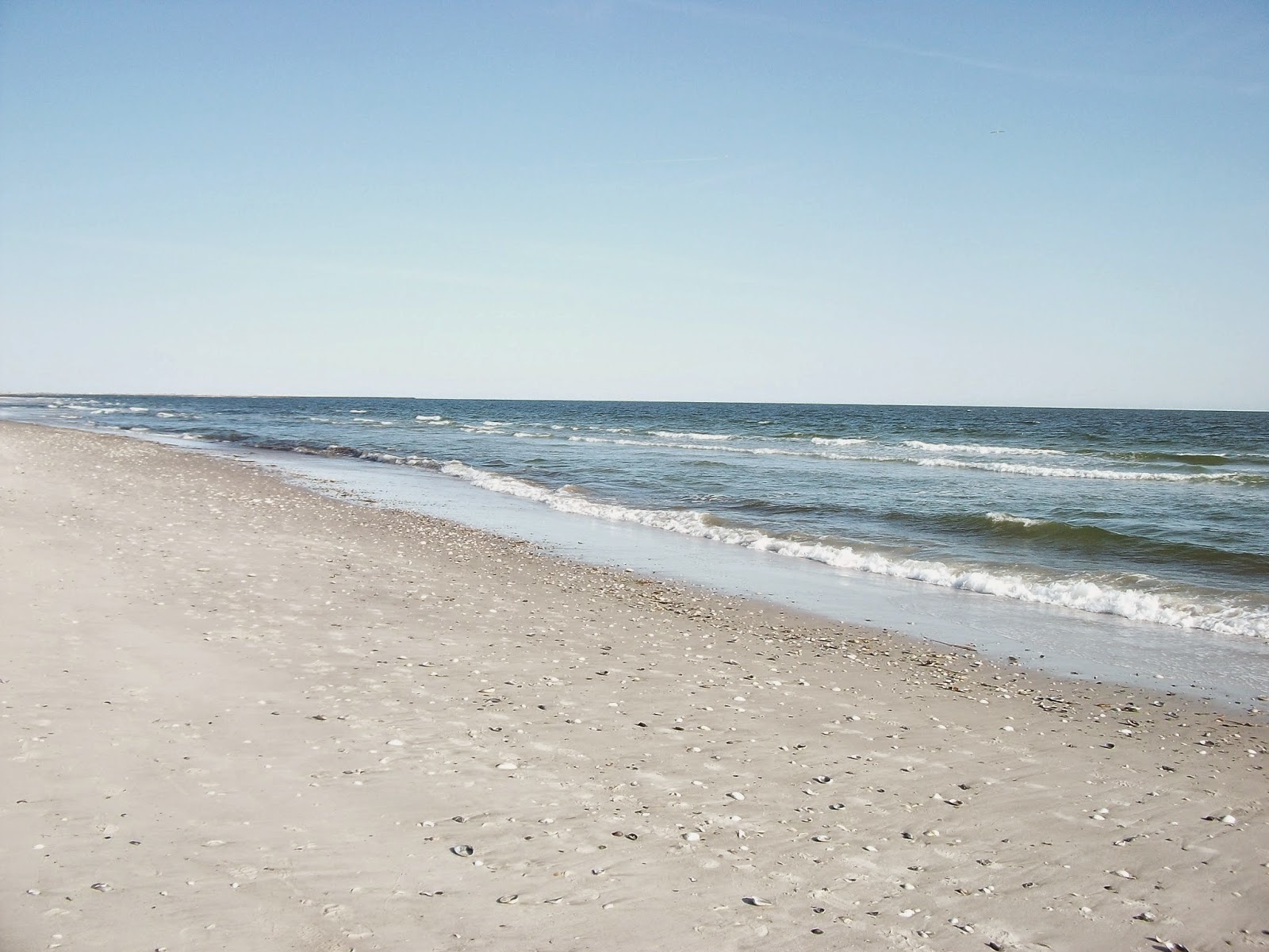 Gone To The Beach: Shellseeker