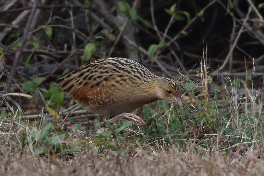 Birding Adventures of Dave DeReamus: Corn Crake in NY! ~ November 8, 2017