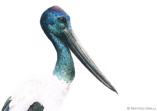 Matteo Grilli Wildlife Art: Portrait of a Jabiru - part one