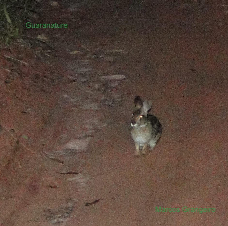 Guaranature: A páscoa está chegando e o simpático Tapiti, dá o ar da graça!