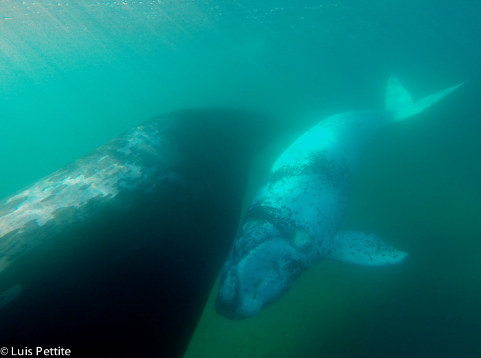 Parto de Ballenas, un documento fotográfico con historia