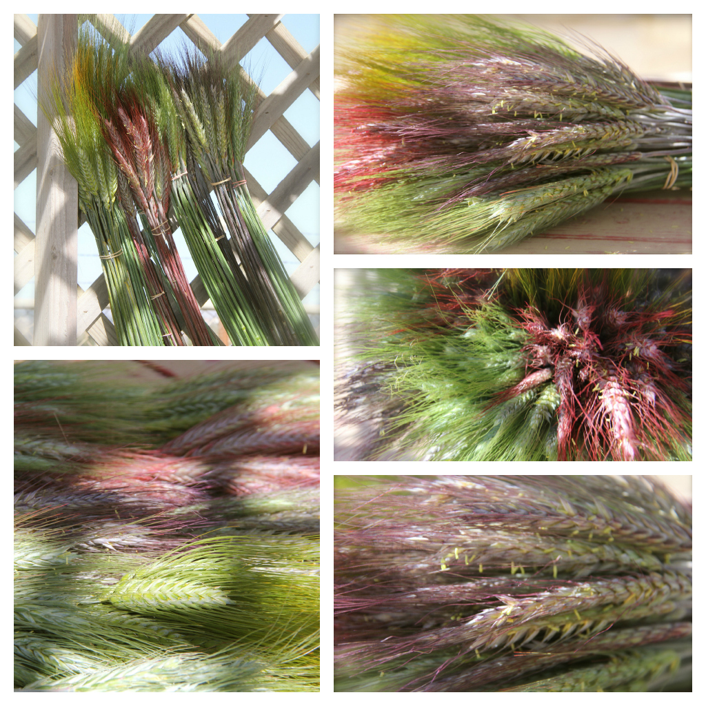 Skyline Flower Growers: Wheat - Perfect for the Fall!