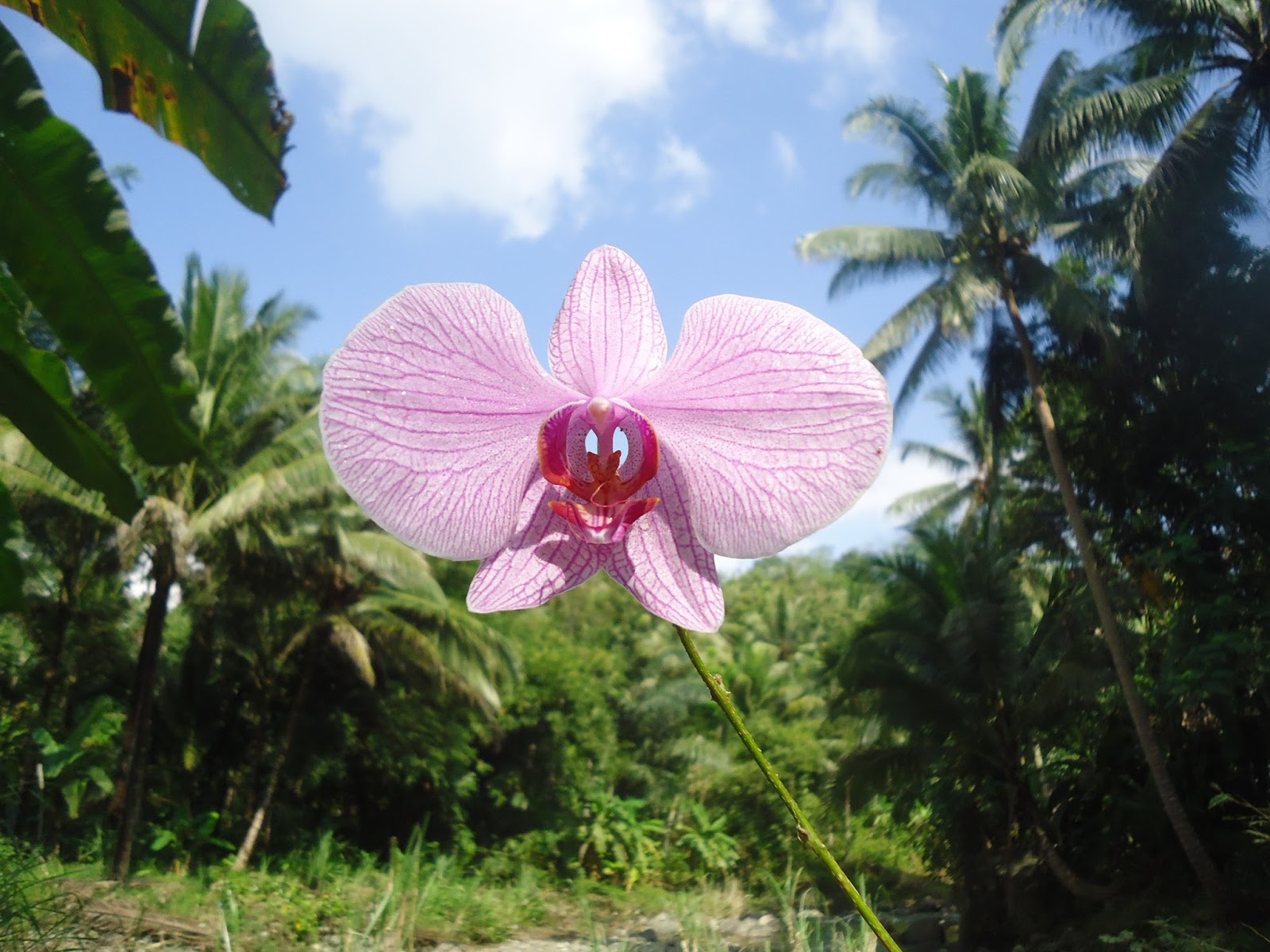 Wallpaper Pesona Bunga Anggek Bulan Di Pinggir Sungai - Rumah Daun Muda