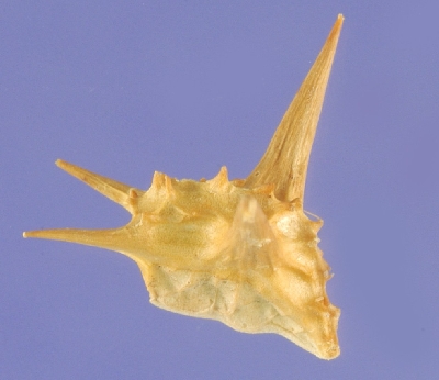 Contentment in Giving