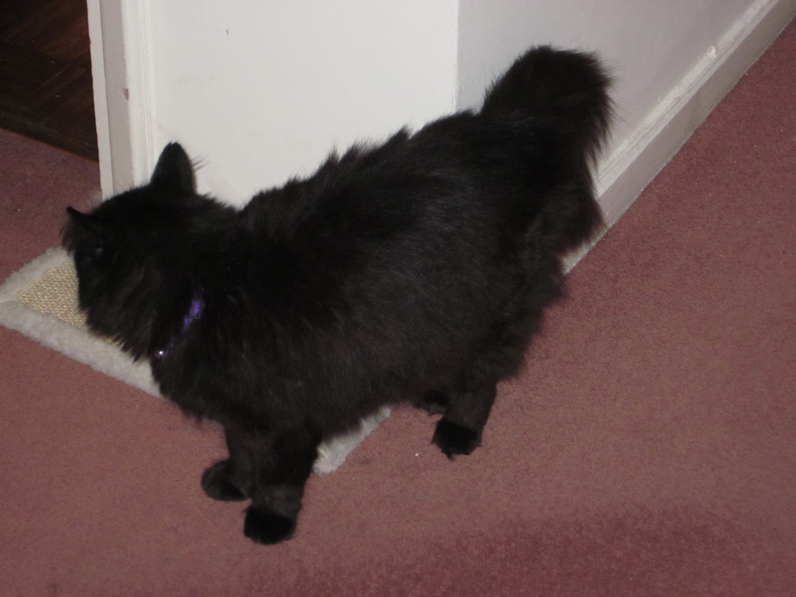 ROB SILVER: July 2012