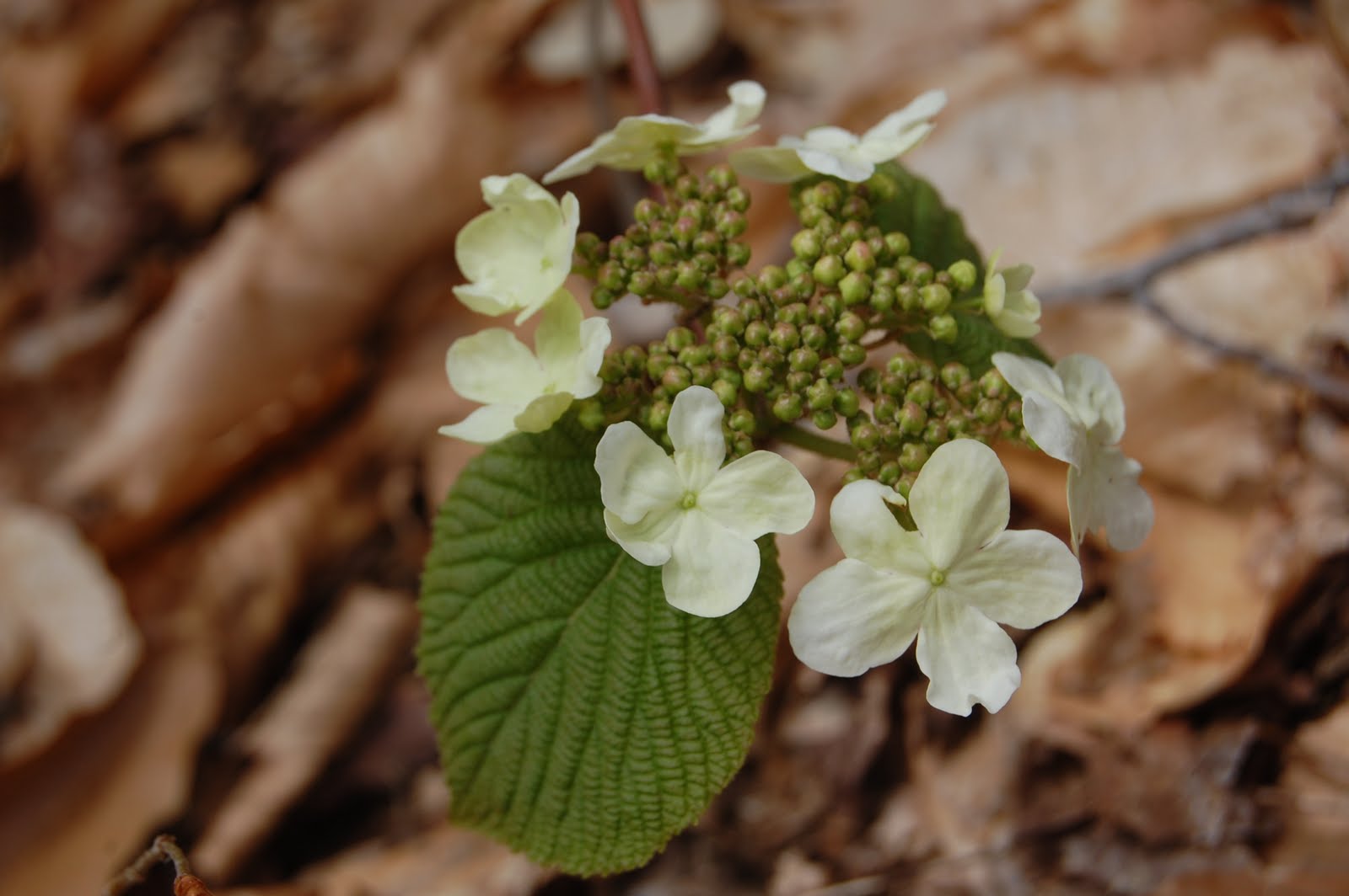 Sprouts: Spring Wild Flowers