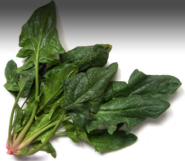 TEKNIK BUDIDAYA BAYAM (Amaranthus spp) – Jati.id