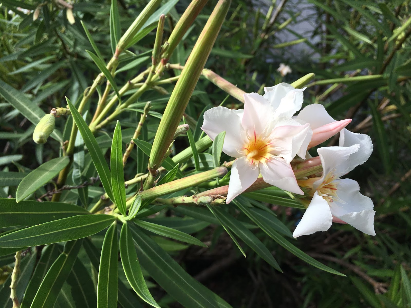 Nerium oleander (Oleander)