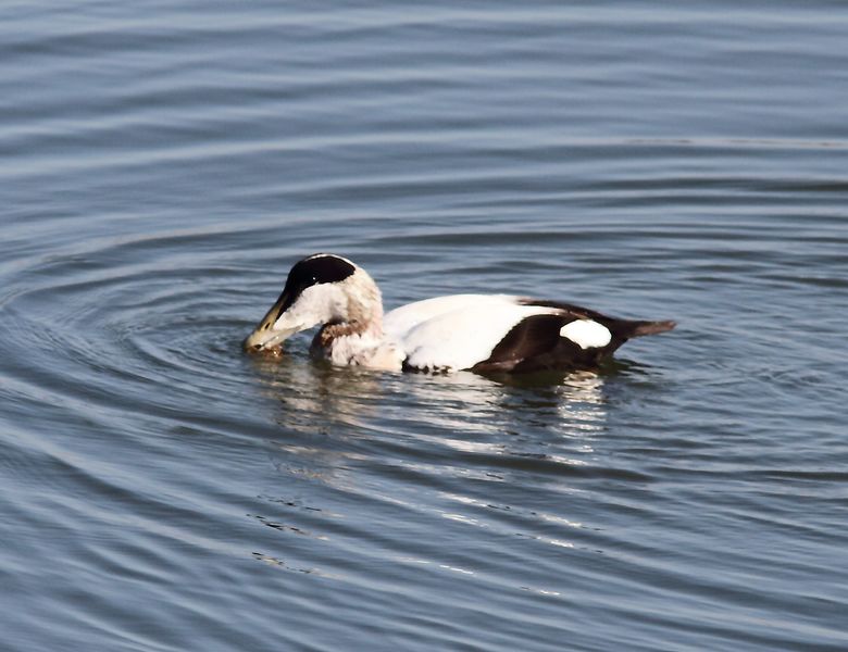 AVES DEL CIELO - BIRDS OF HEAVEN: 16 octubre 2011