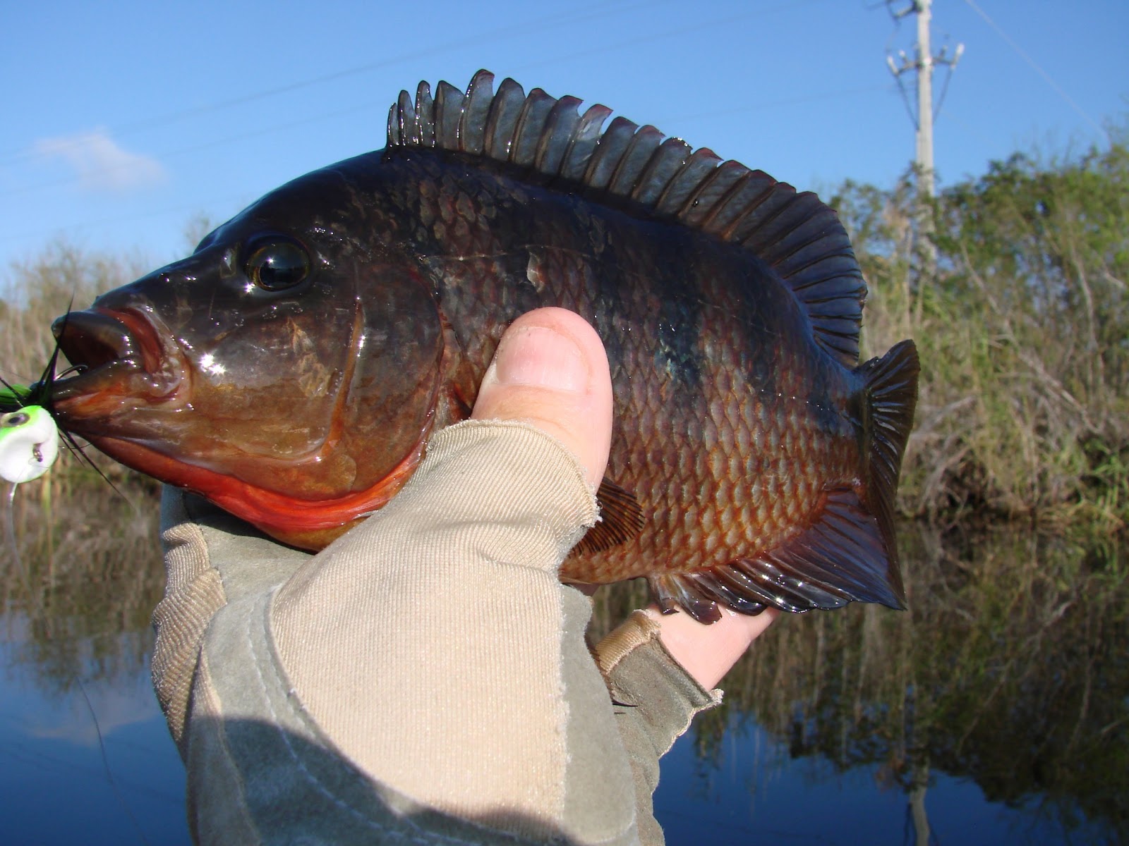 Southern Kayak Kronicles: Exotic panfish are making a comeback in The ...