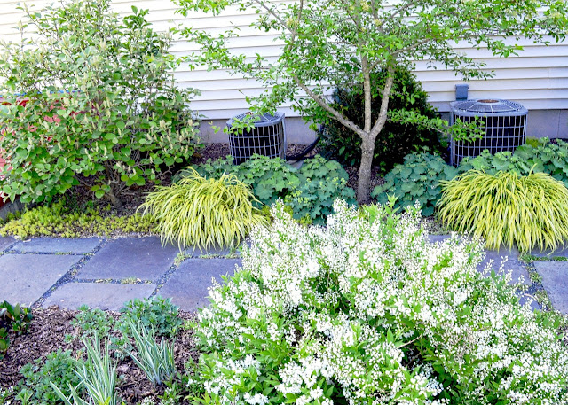 Plant Inventory at 20 Timothy : Taxus x media brownii / Yew