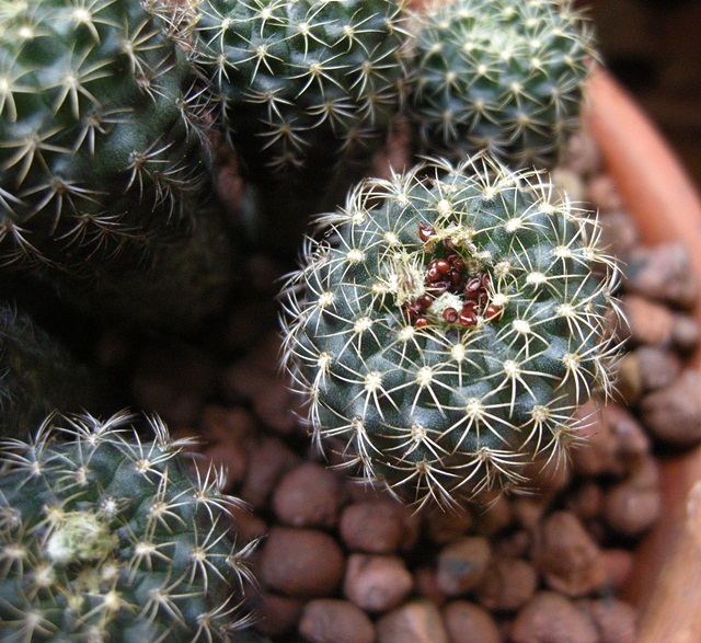 PaphYeo: Frailea pygmaea (Speg.) Britton & Rose