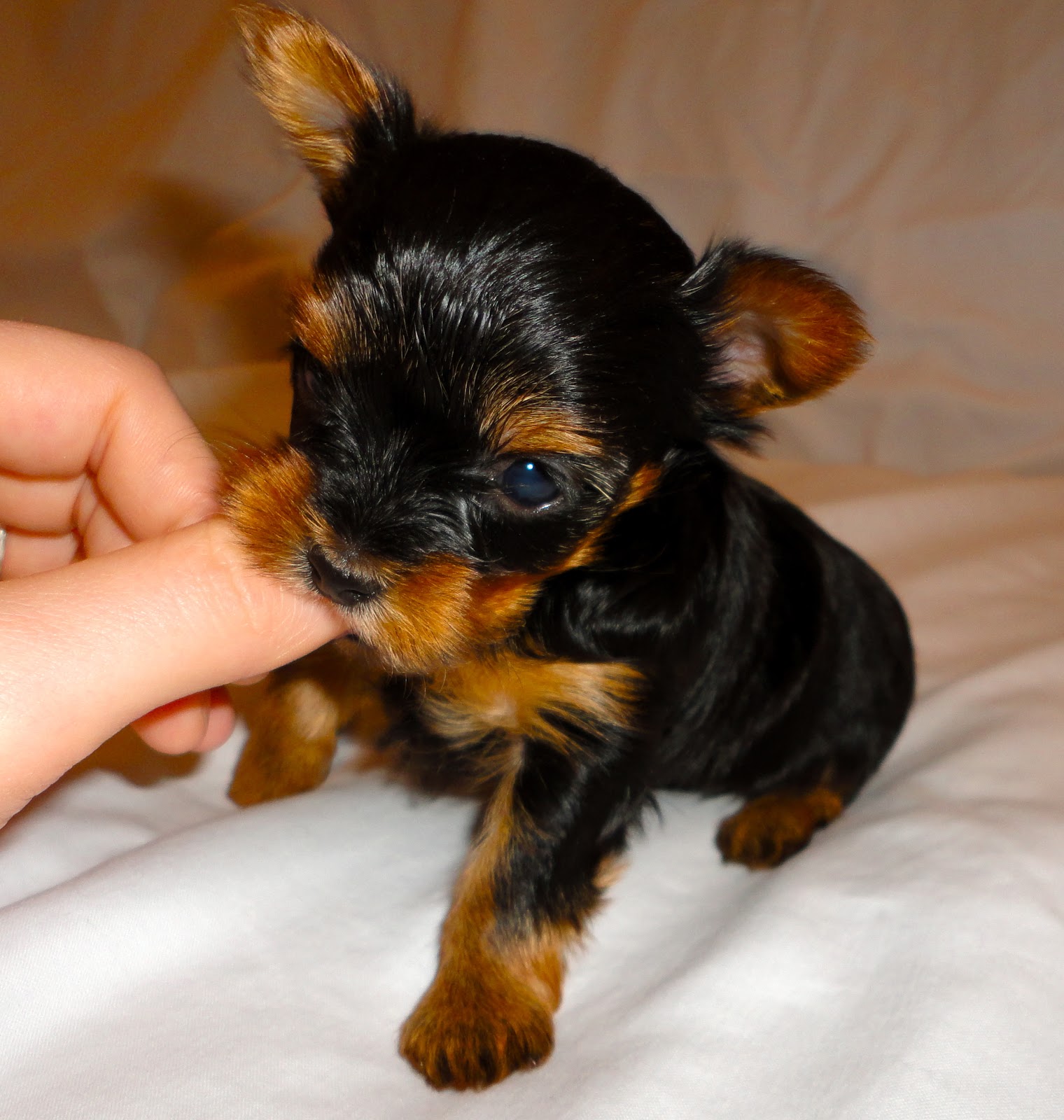 Courtney's AKC Yorkies: Puppies 4 Weeks Old