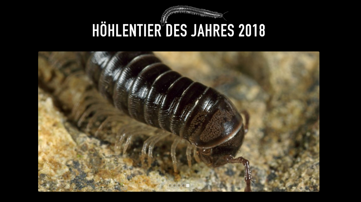 La Biología Subterránea: un mundo por descubrir: Animal de cueva del ...