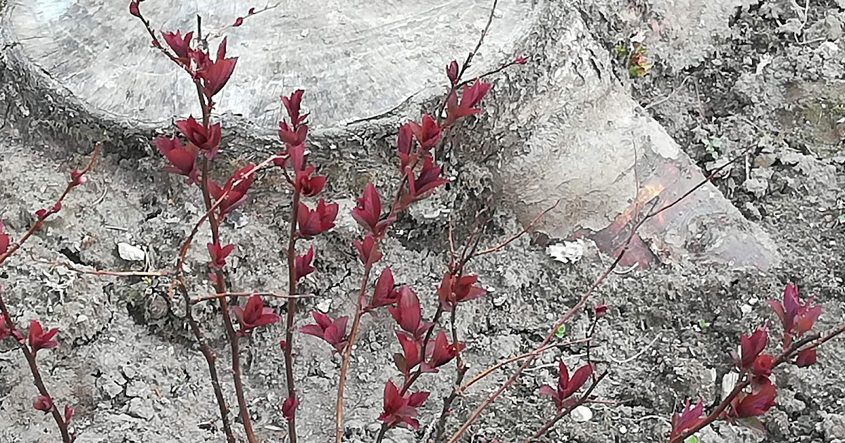 Rohtaias.: Enelas Spiraea