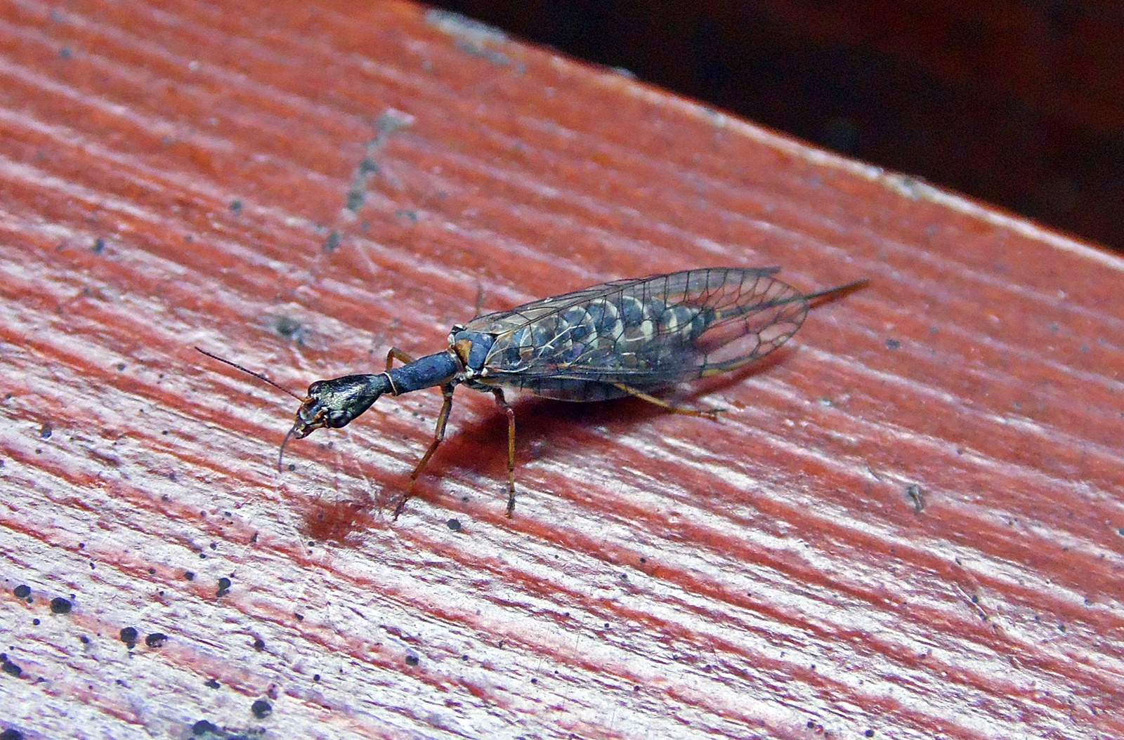 Random Jottings: Snake!