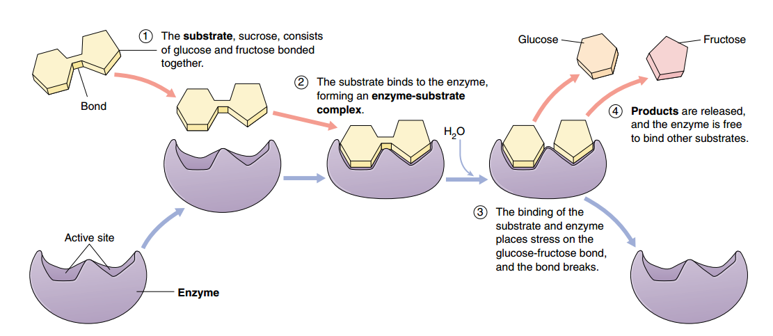 Cara Kerja Enzim | Berita Bontang
