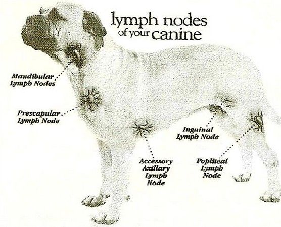 VCA Hollywood Animal Hospital: In Home Lymph Node Exam