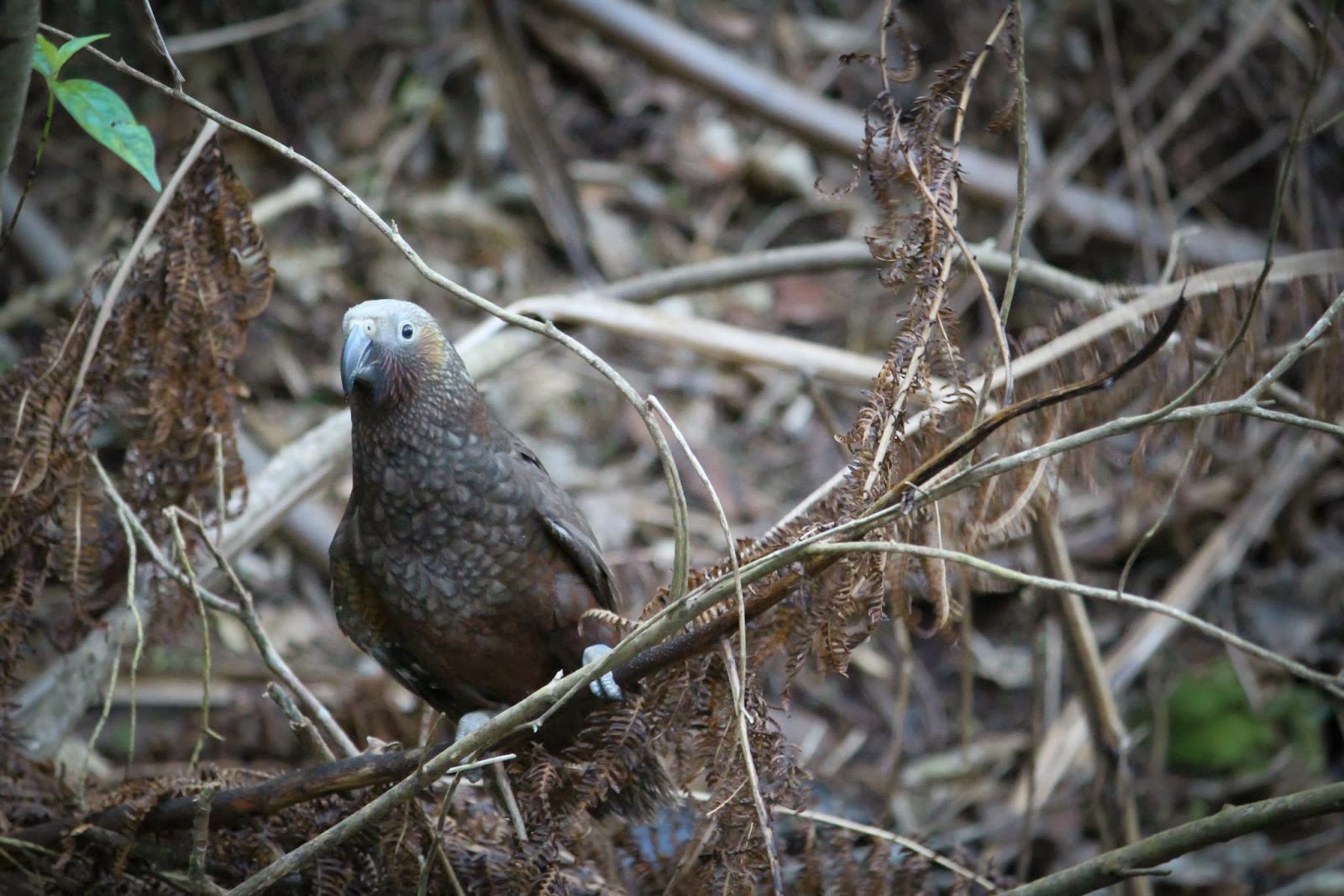Julia's Birds, Bugs, Bikes and Boats Blog: A Young Kaka Leaves the Nest.