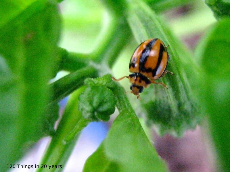 120 things in 20 years: Aquaponics - Repainted ladybug