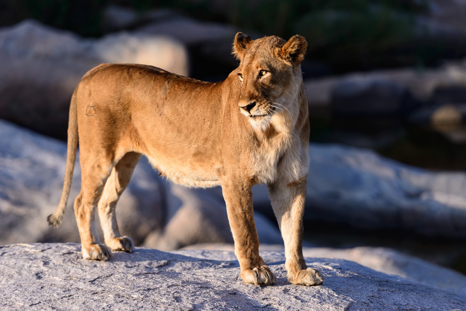 Martin Tyler's Blog: Leopard Hills Safari Adventure