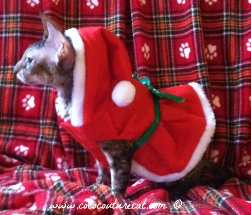 Curlz and Swirlz...: Thankful Thursday, Crisp Mouse Eve...