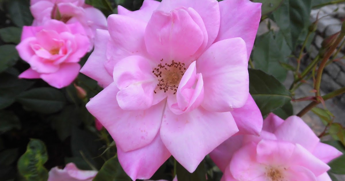 60歳で無職の優雅な日々: バラ・シンプリシティ Rosa 'Simplicity'