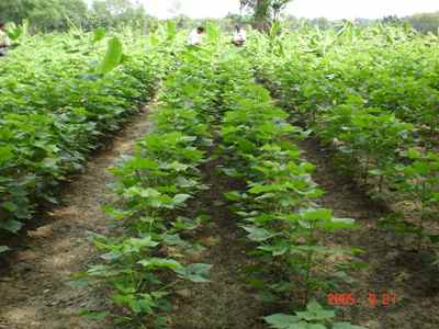Production Technology of Cotton in Bangladesh