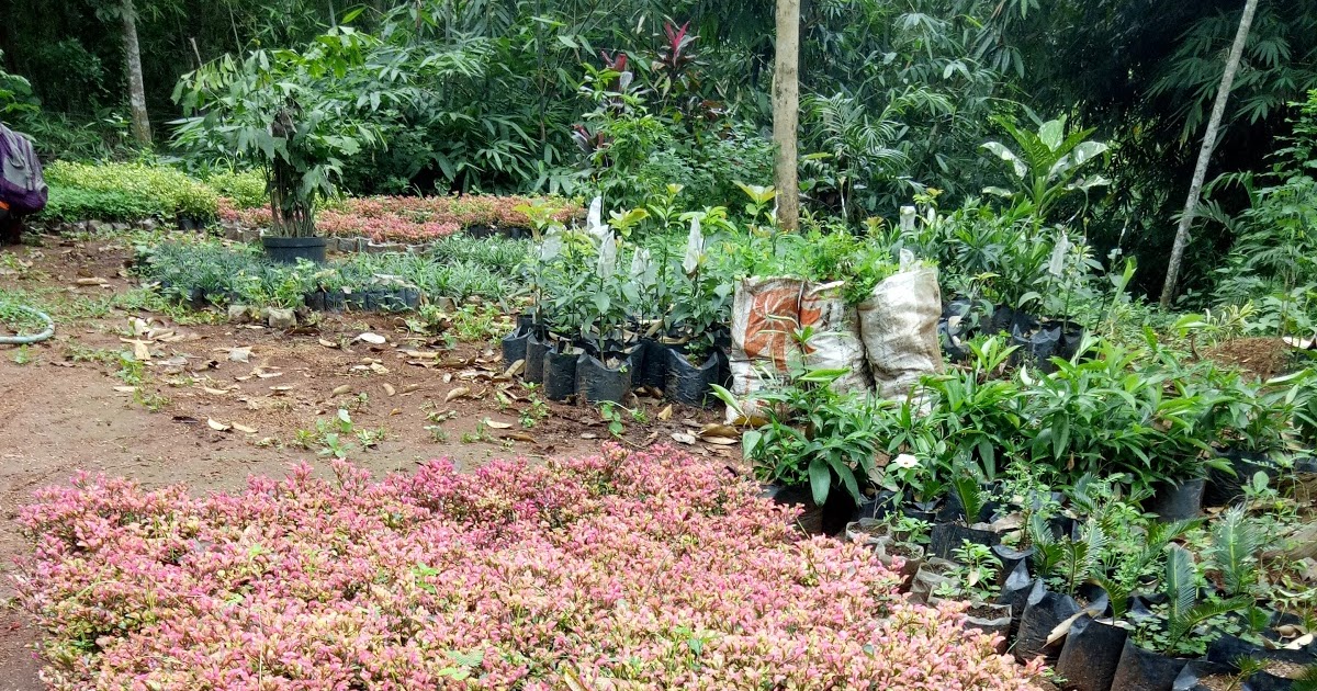 jual krokot merah Rp 2.000,- ( Althenanthera amoena Krokot kriminil ...