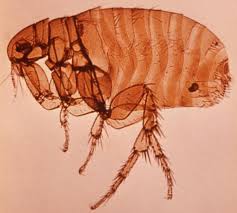 SABER DE SALUD: PESTE