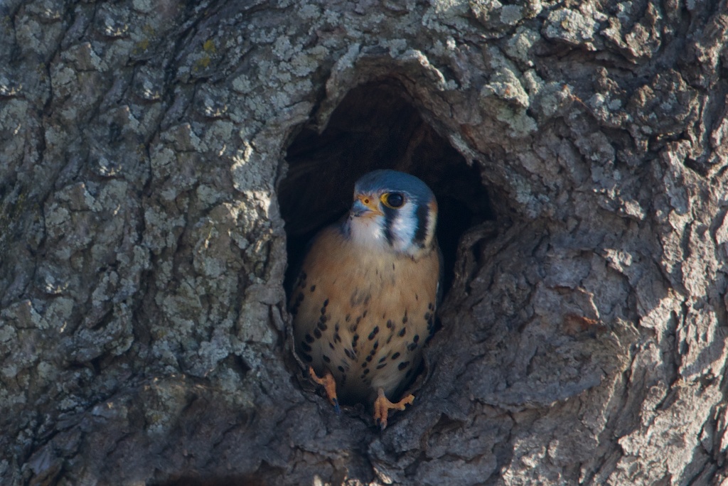 Back in the U.S.A.: American Kestrel in the Notch of a Tree