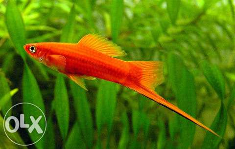 Acvaristi Oradea: Pesti de acvariu: Guppy, Xifo, Sanitari, Scalari ...