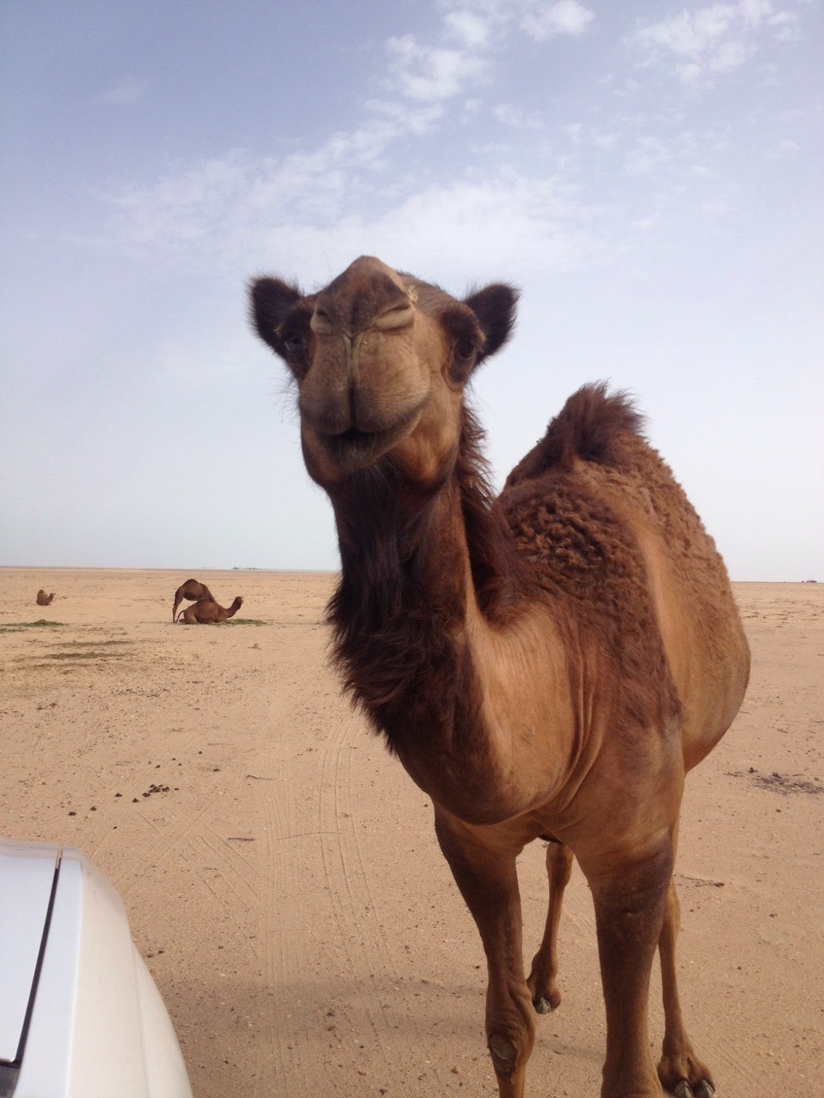 Desert Girl on Kuwait: Camping in Bahaitha (Near Umm Qasr Port in ...