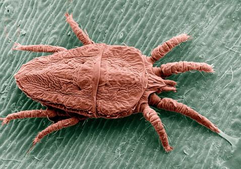 Blog de la Vida Prehistórica: abril 2017