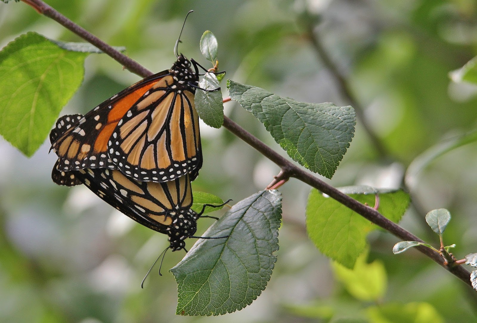 AMSTERDAMSE WATERLEIDINGDUINEN AWD: Nederlandse Vlinders