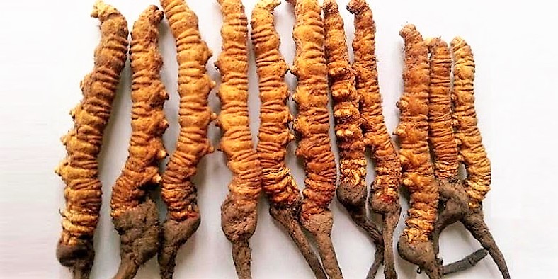 कैसा है कीड़ाजड़ी का गोरखधंधा ~ BOL PAHADI