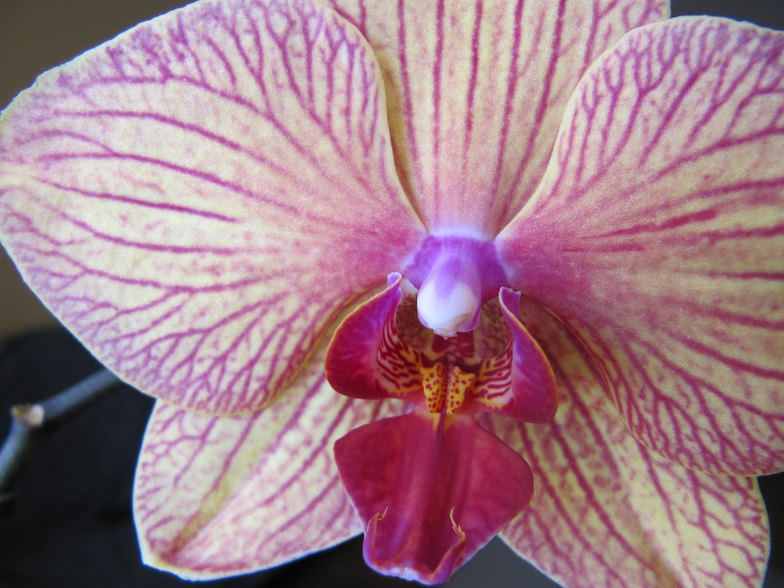 Ely Handmade: Orhidee