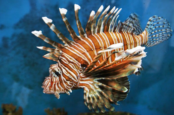 Hidupan Laut Yang Berbisa |MyRokan